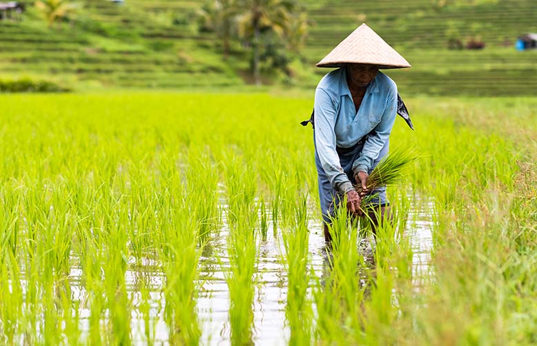 Bali paddy fields - Travel Inspires