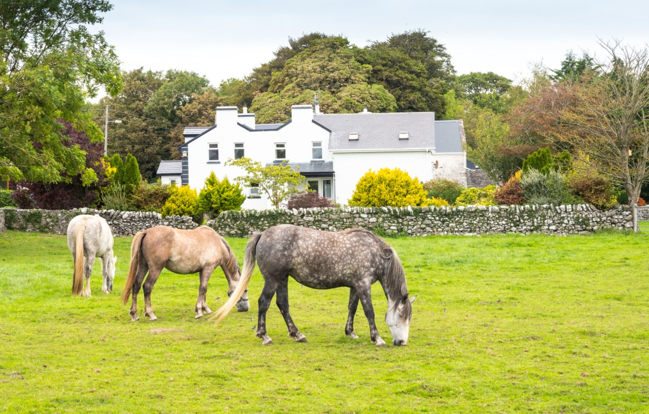 what to do outdoors Galway Horses grazing close to Kilbeg Pier on Lough ...