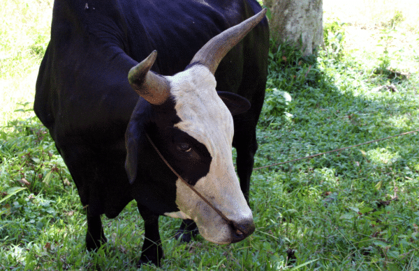 Alahamady Be : The Malagasy New Year - Travel Inspires