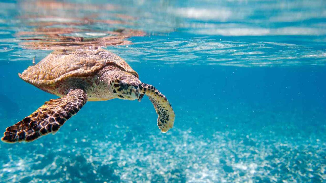 Turtles in Portugal - Travel Inspires