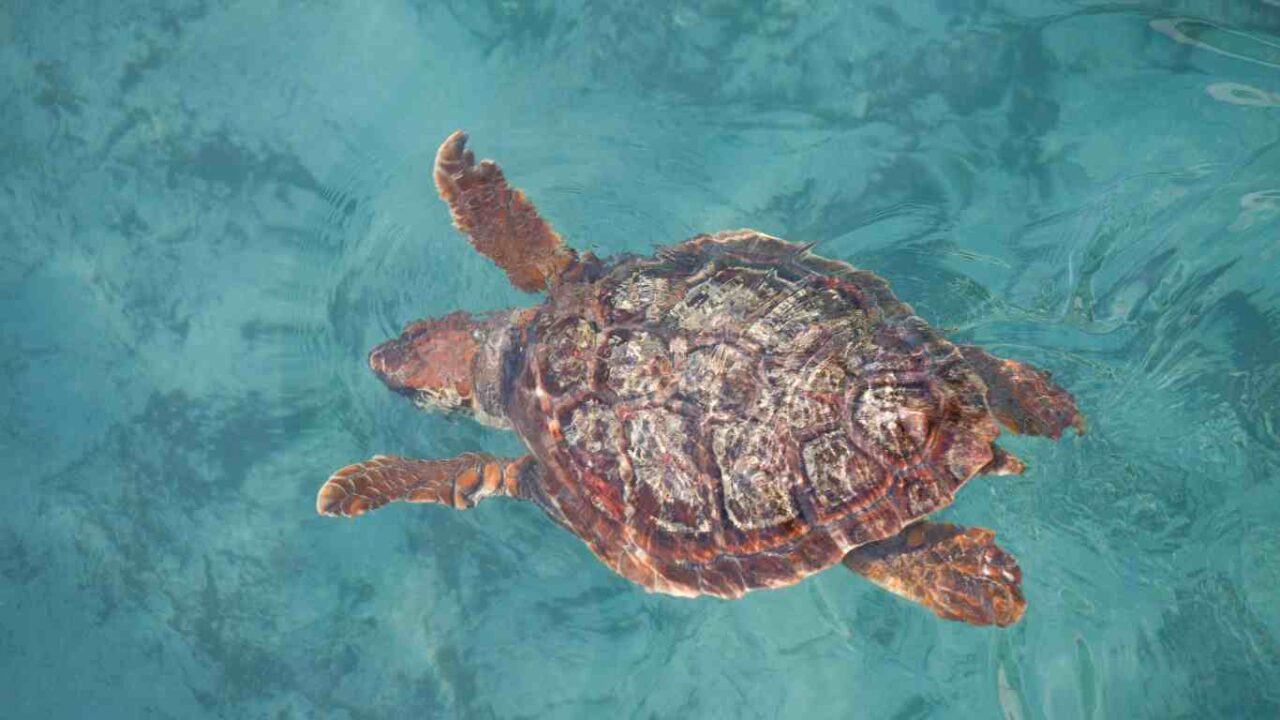 Turtles in Portugal - Travel Inspires