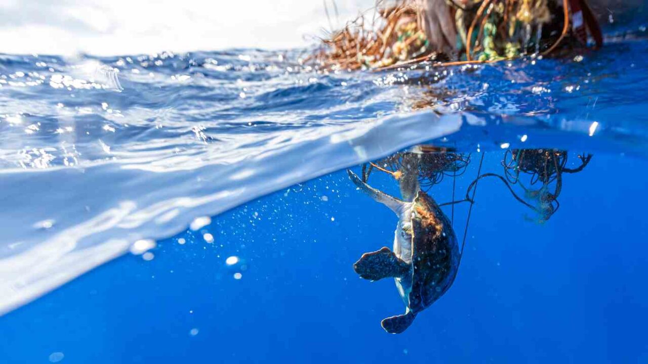 Turtles in Portugal - Travel Inspires