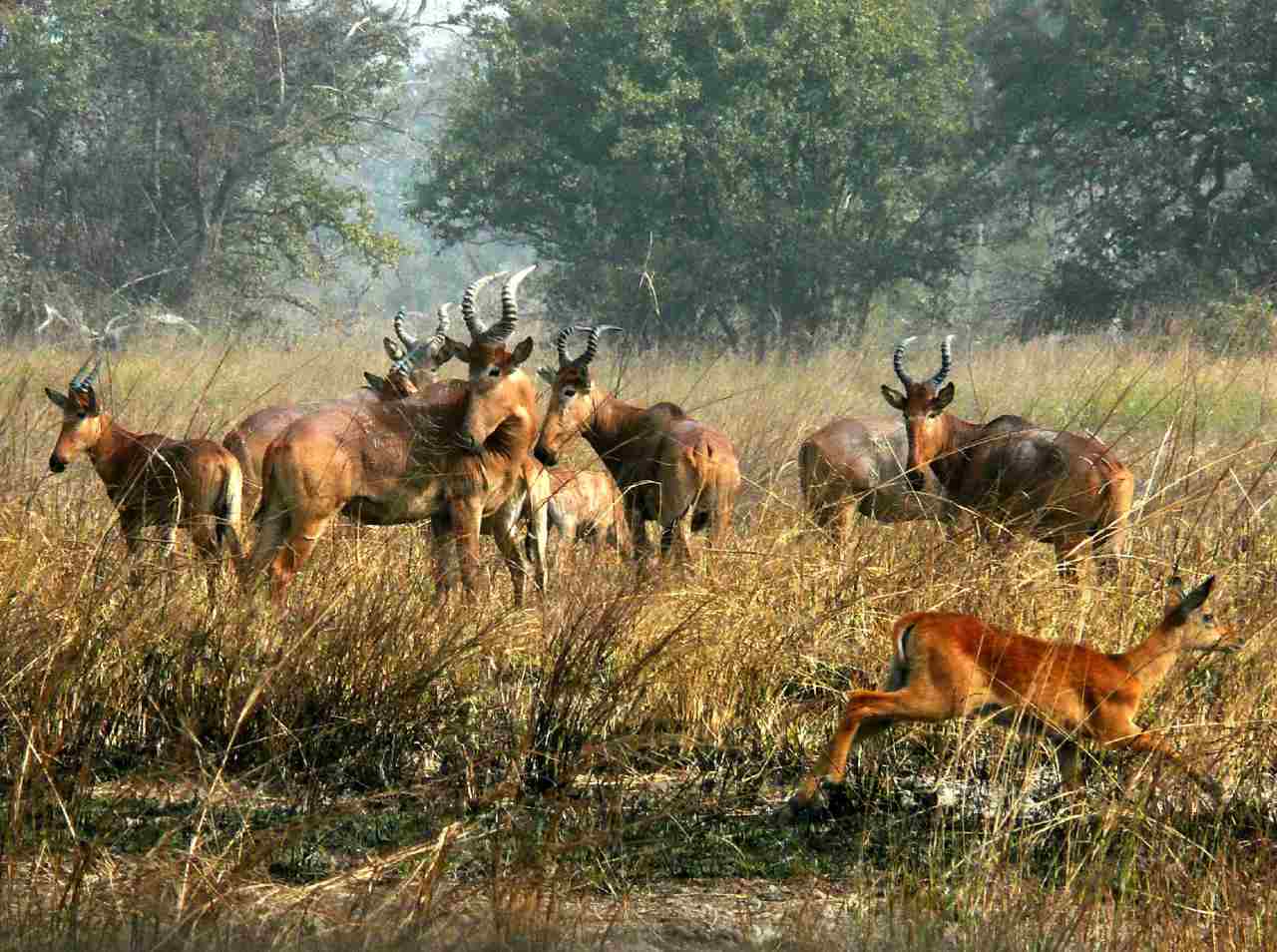 A small herd of majestic roan antelope gracefully roaming the savannah ...